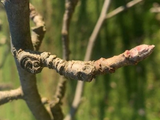 Fruit Buds And Floating Apples! — Home Orchard Education Center