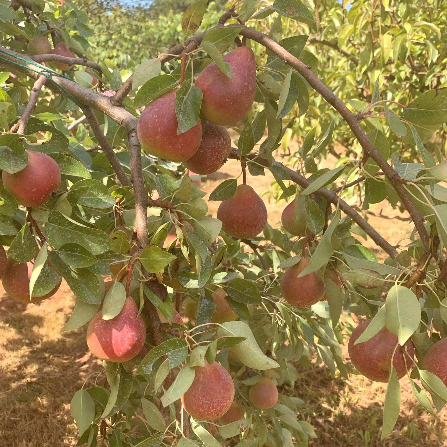 Fruit Buds And Floating Apples! — Home Orchard Education Center