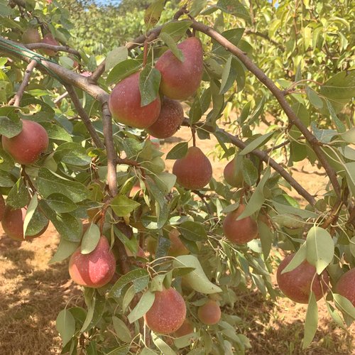 Fruit Buds And Floating Apples! — Home Orchard Education Center