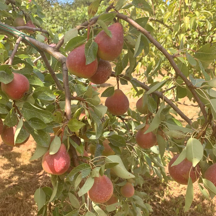 Fruit Buds And Floating Apples! — Home Orchard Education Center