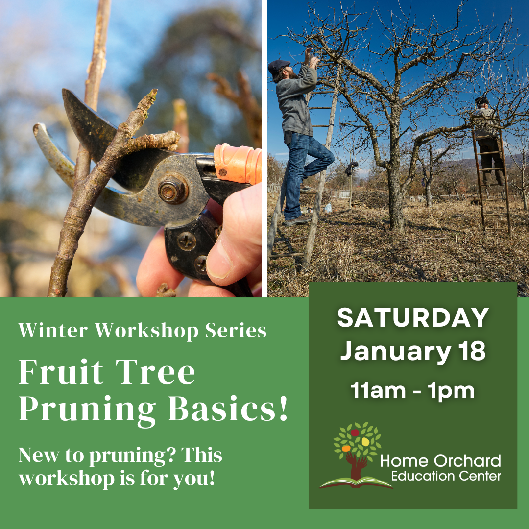 Medlar: Ancient, Delicious, and…Rotten? — Home Orchard Education Center