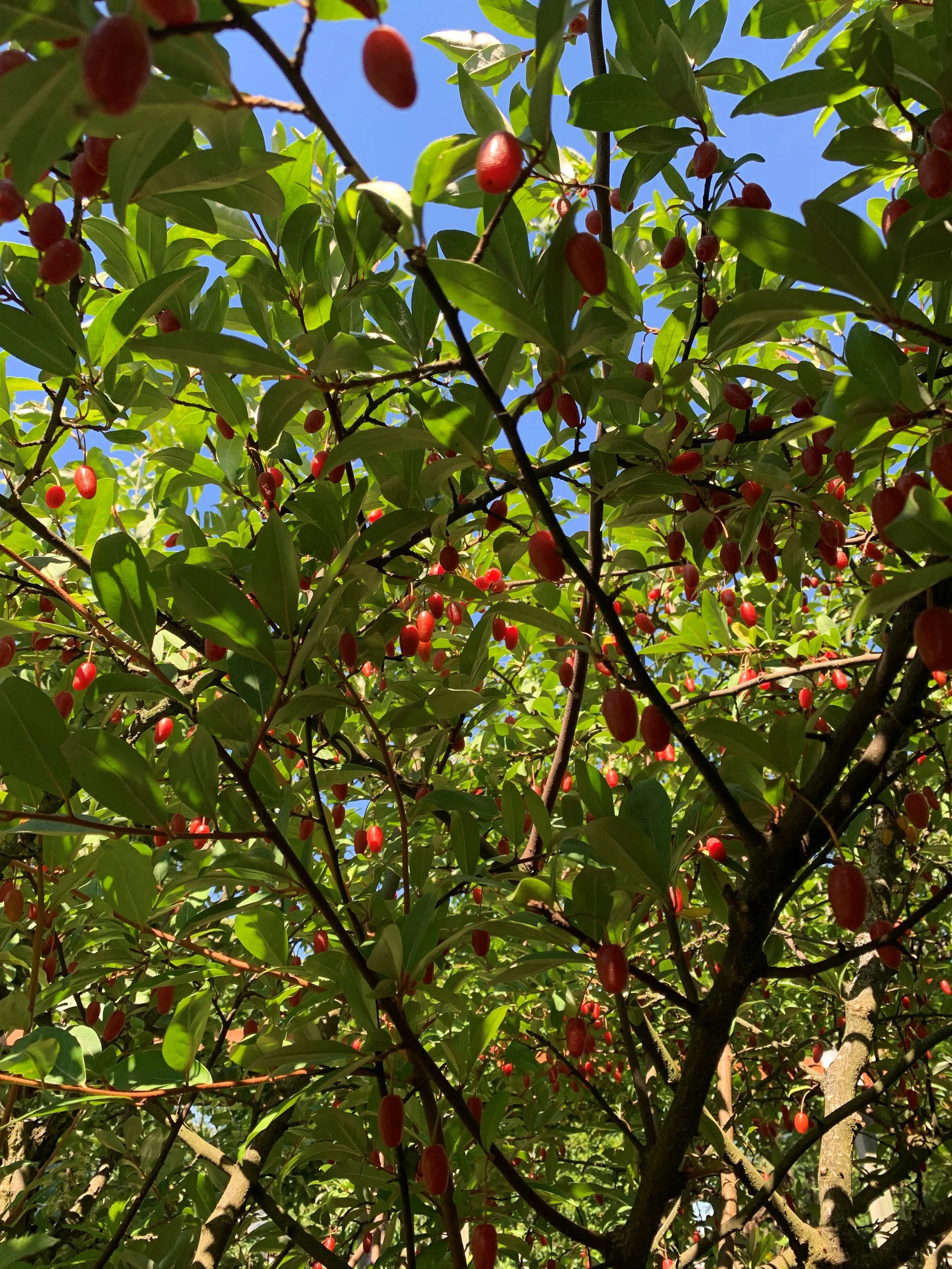 Goumi Berry, Shrubs, & Kitchen Wizardry — Home Orchard Education Center