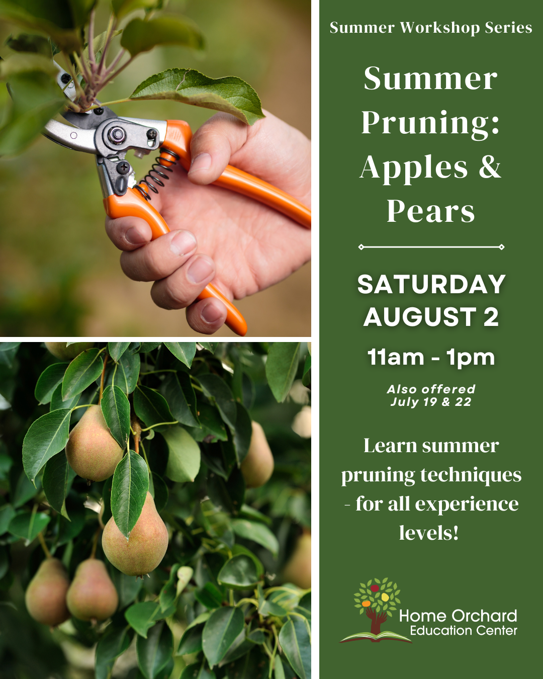 Goumi Berry, Shrubs, & Kitchen Wizardry — Home Orchard Education Center