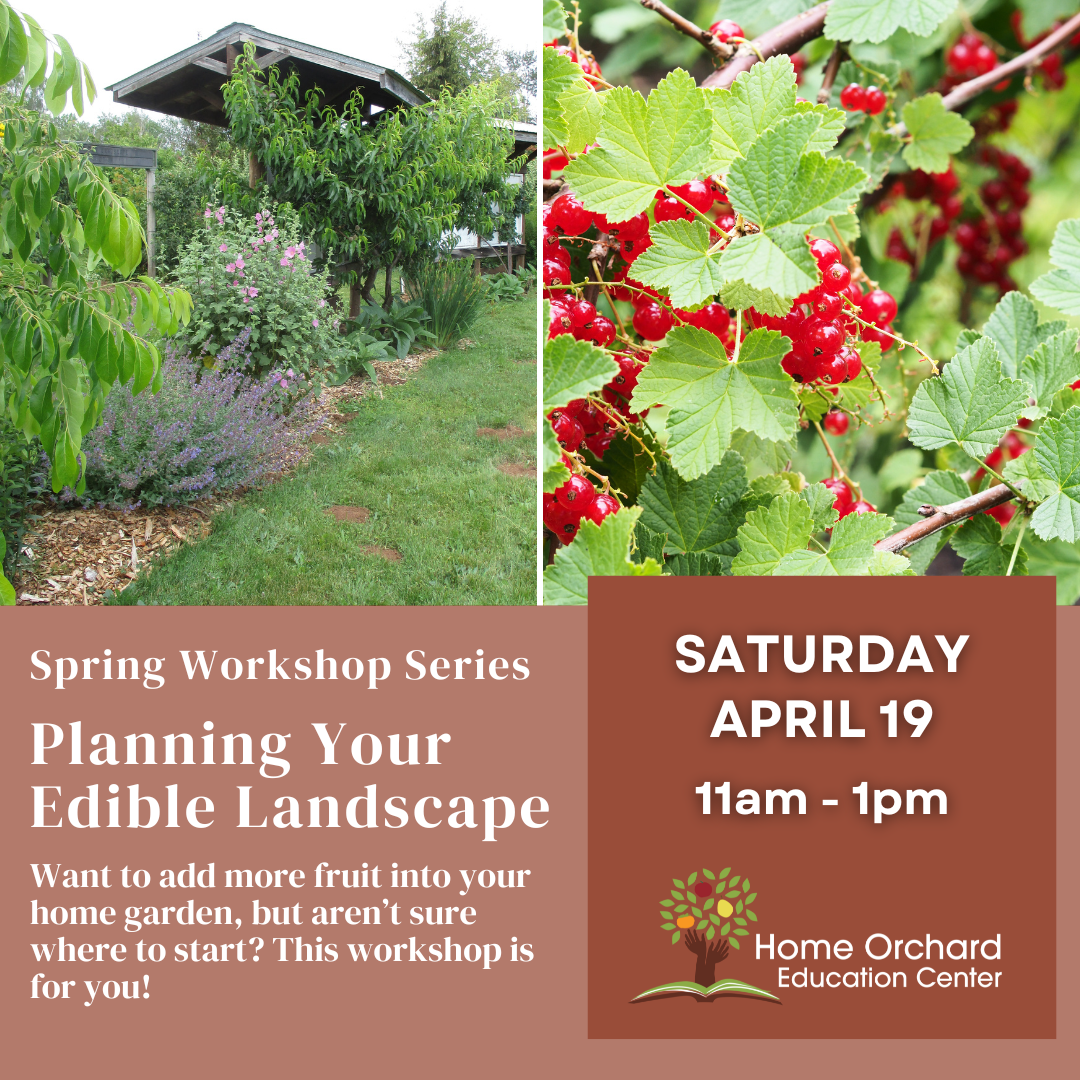 All About Elderberry — Home Orchard Education Center