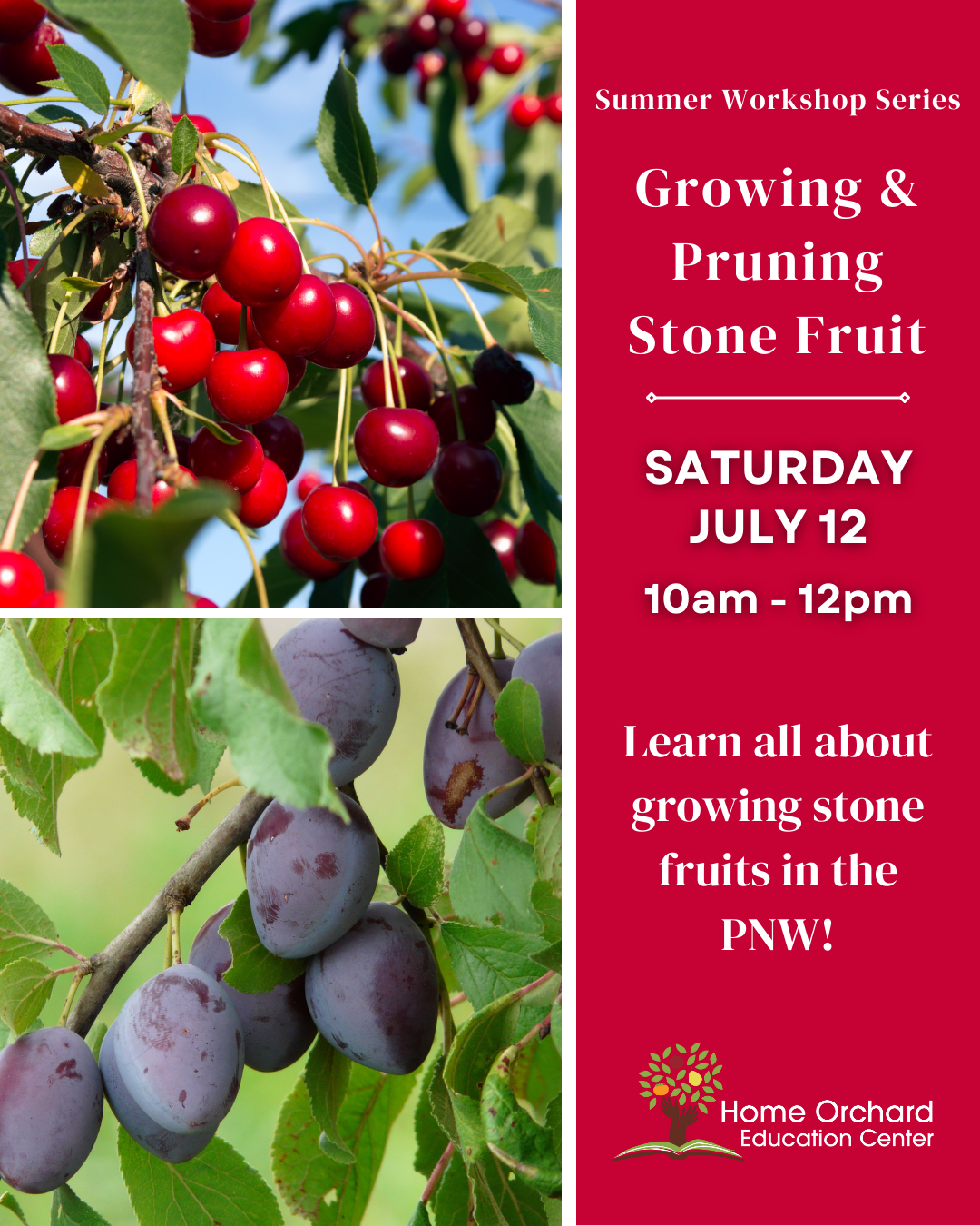 All About Elderberry — Home Orchard Education Center