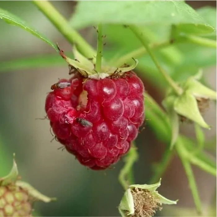 Mushy Berries & Infested Fruits? Spotlight on Spotted Wing Drosophila ...