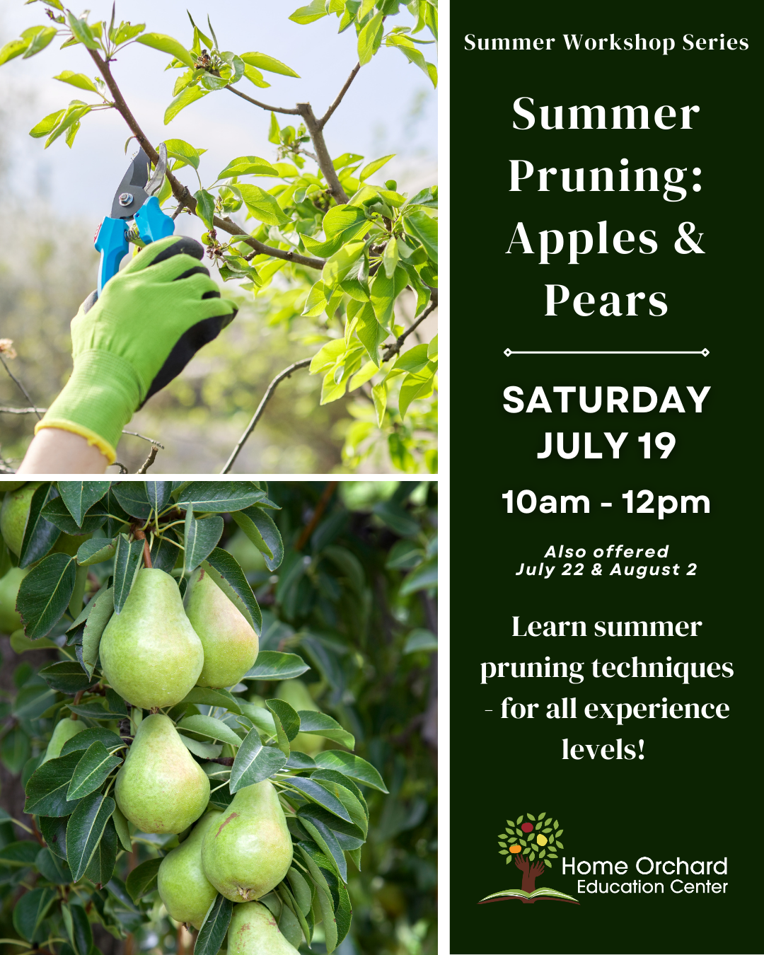 All About Elderberry — Home Orchard Education Center