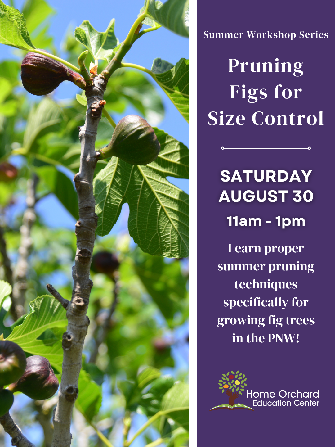 All About Elderberry — Home Orchard Education Center