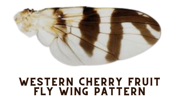 Troubleshooting Stone Fruits In The Pacific Northwest — Home Orchard ...