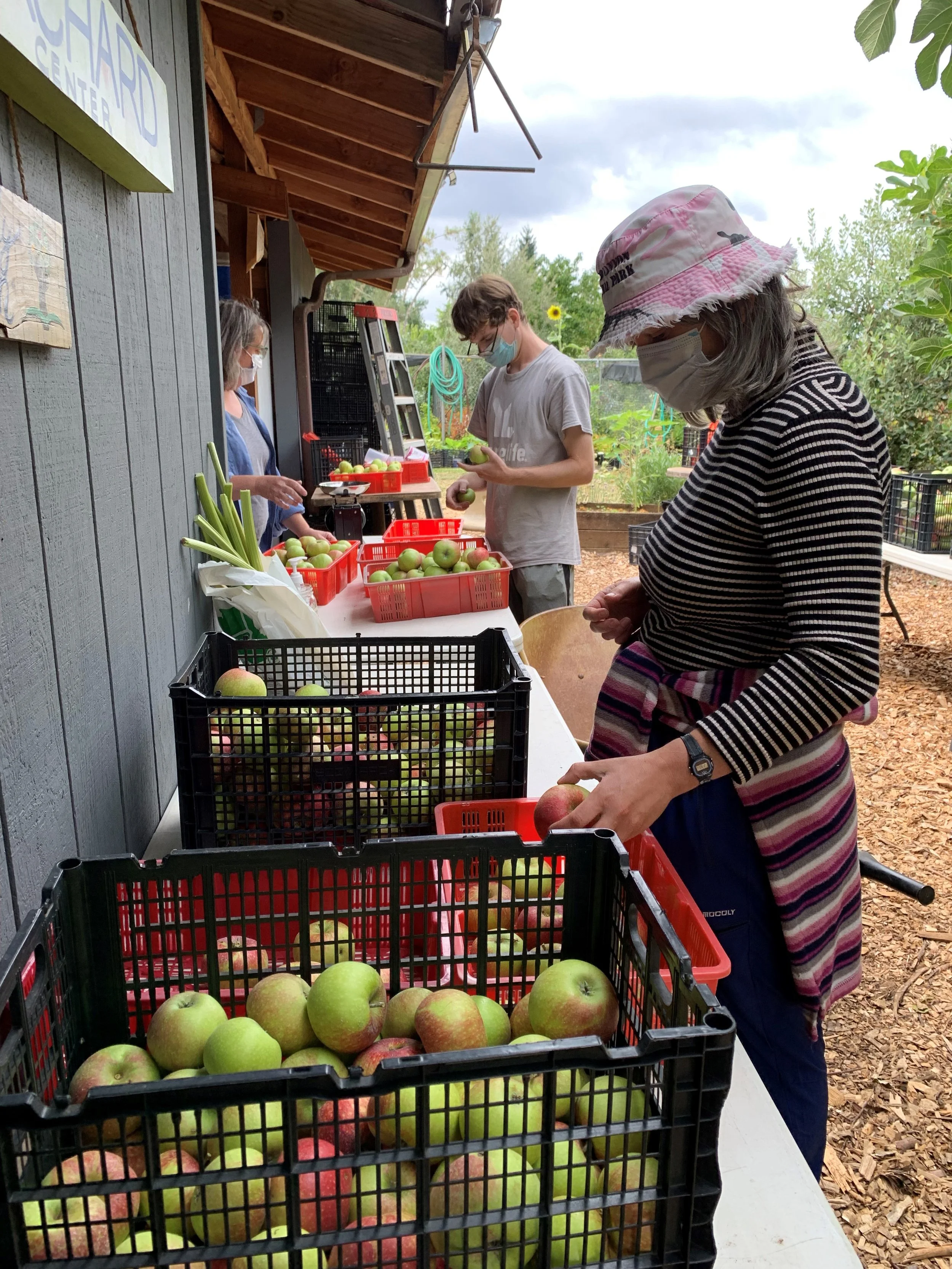 Scratching The Surface: Watercore, Codling Moth, Bruising, Oh my ...