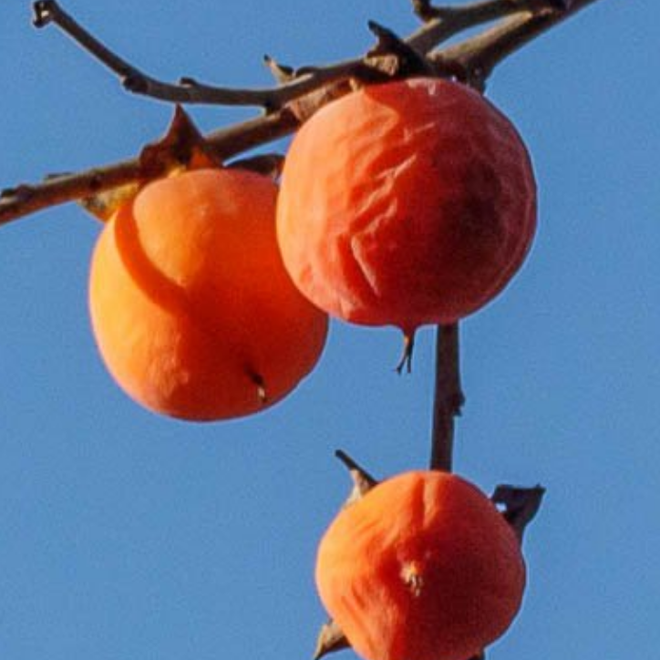 Pick A Peck Of Pretty Persimmons — Home Orchard Education Center