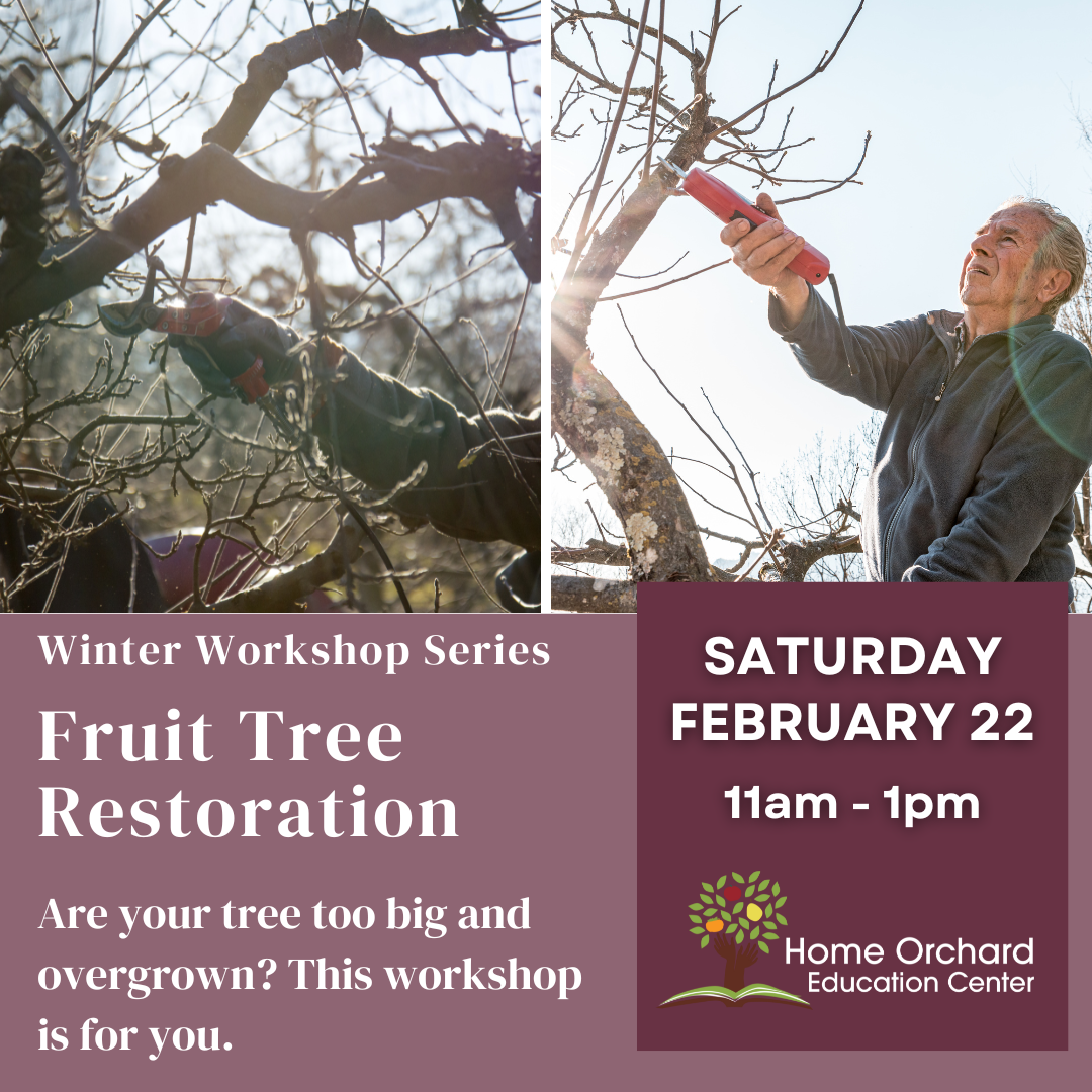 Appreciating Goumi Berry — Home Orchard Education Center