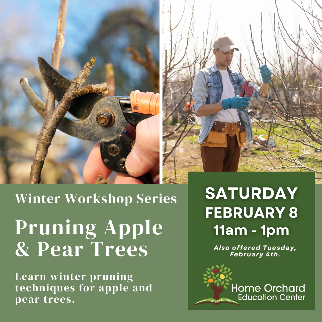 Appreciating Goumi Berry — Home Orchard Education Center