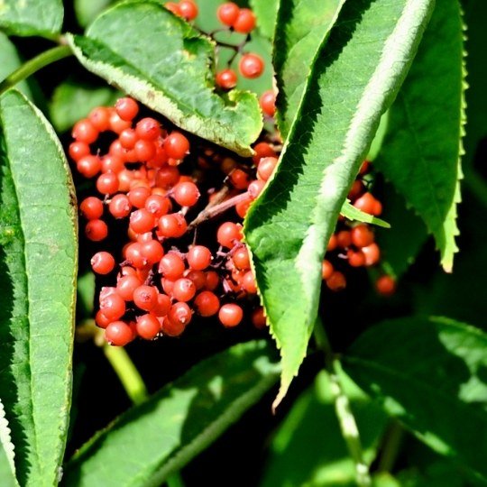All About Elderberry — Home Orchard Education Center