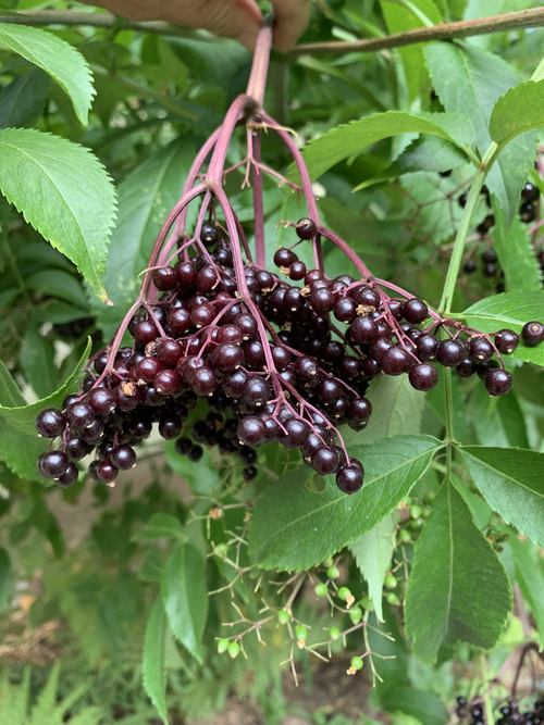 Making Connections To Native Fruits — Home Orchard Education Center