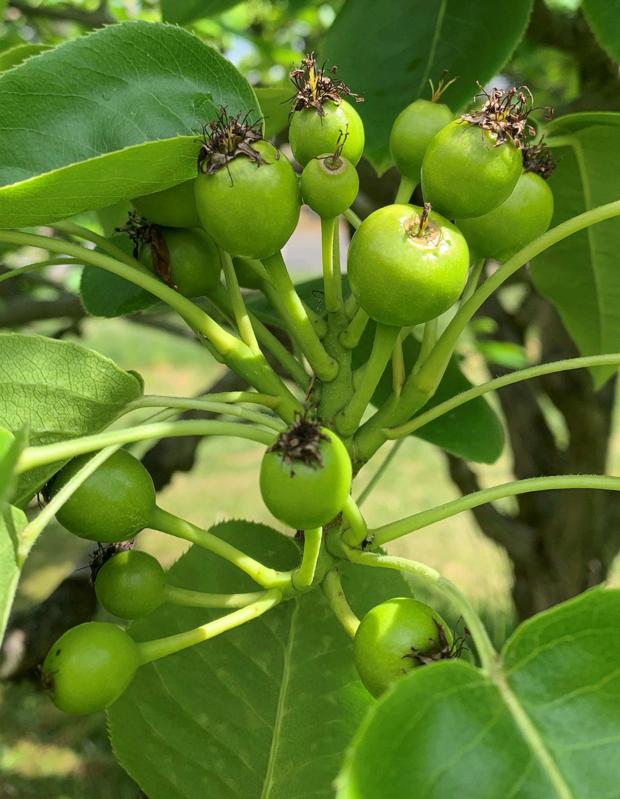 Horror, Shock, & Premature Fruit Drop! An organic orchardist's guide to ...