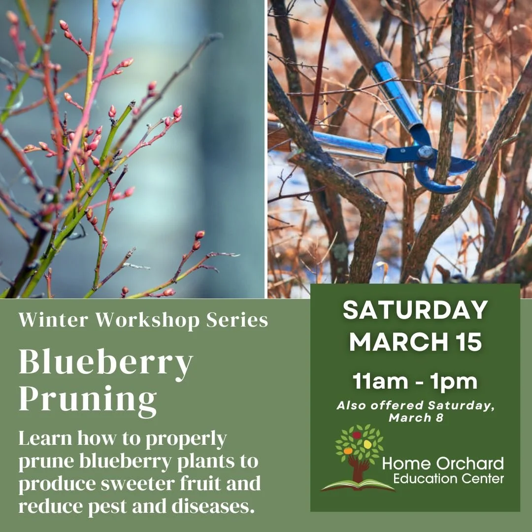 All About Elderberry — Home Orchard Education Center