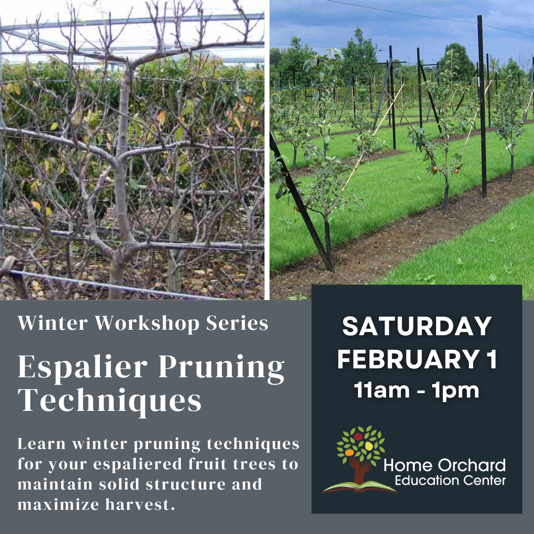 All About Elderberry — Home Orchard Education Center