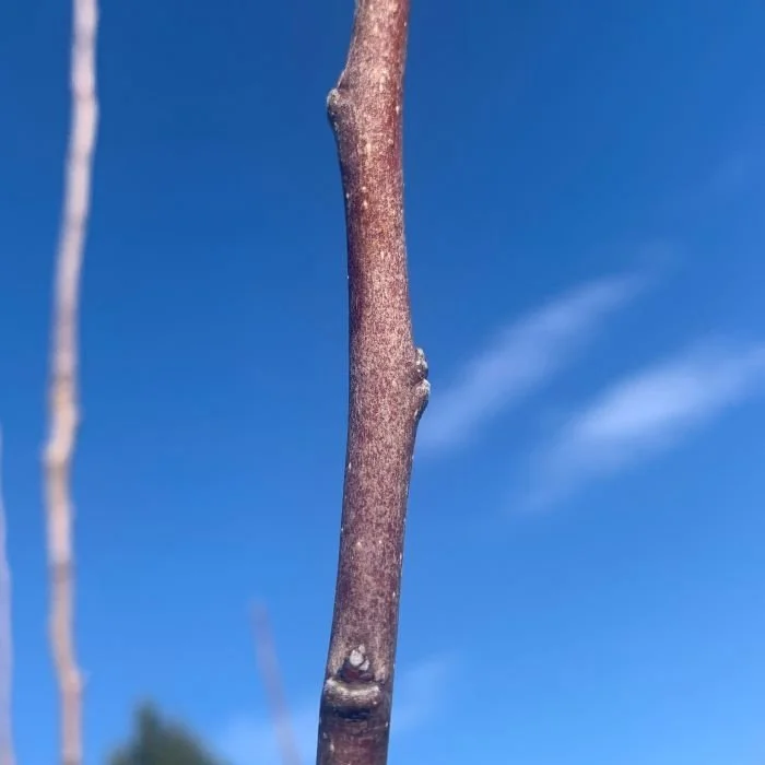 Fruit Buds And Floating Apples! — Home Orchard Education Center