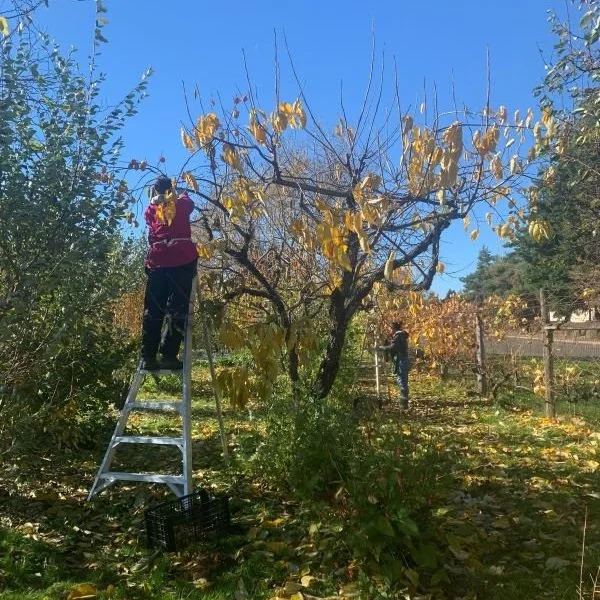 Pick A Peck Of Pretty Persimmons — Home Orchard Education Center