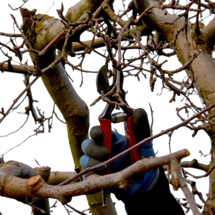 Fruit Tree Pruning Basics — Home Orchard Education Center