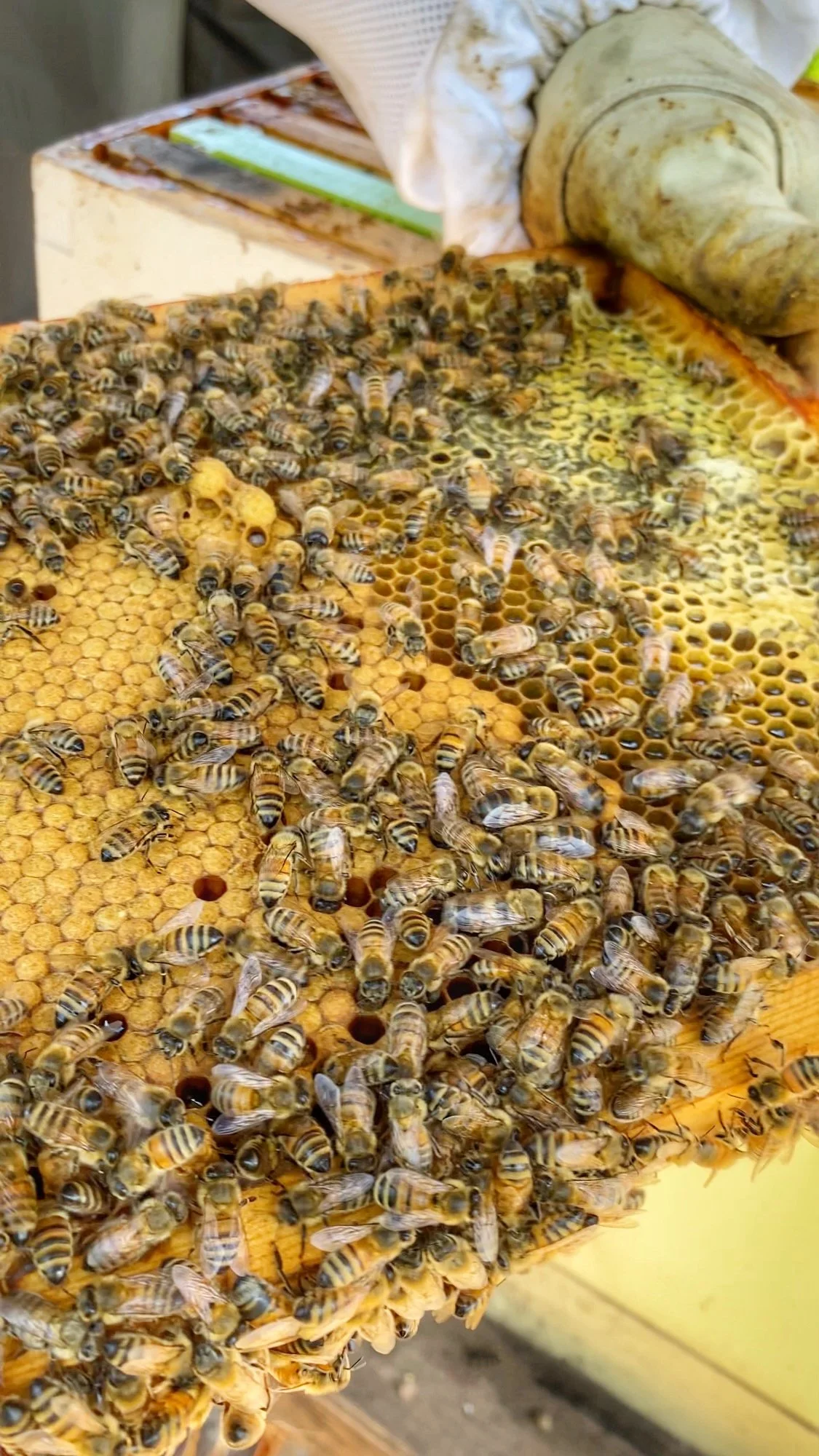 Honey Bee Colony Divide & Swarm Prevention! — Home Orchard Education Center