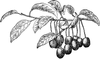 Appreciating Goumi Berry — Home Orchard Education Center