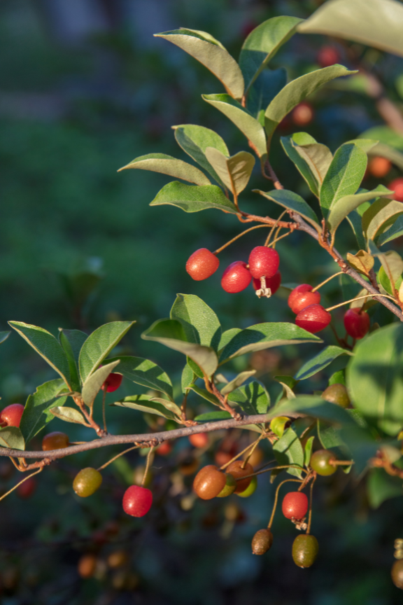 Appreciating Goumi Berry — Home Orchard Education Center