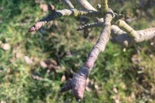 Fruit Buds And Floating Apples! — Home Orchard Education Center
