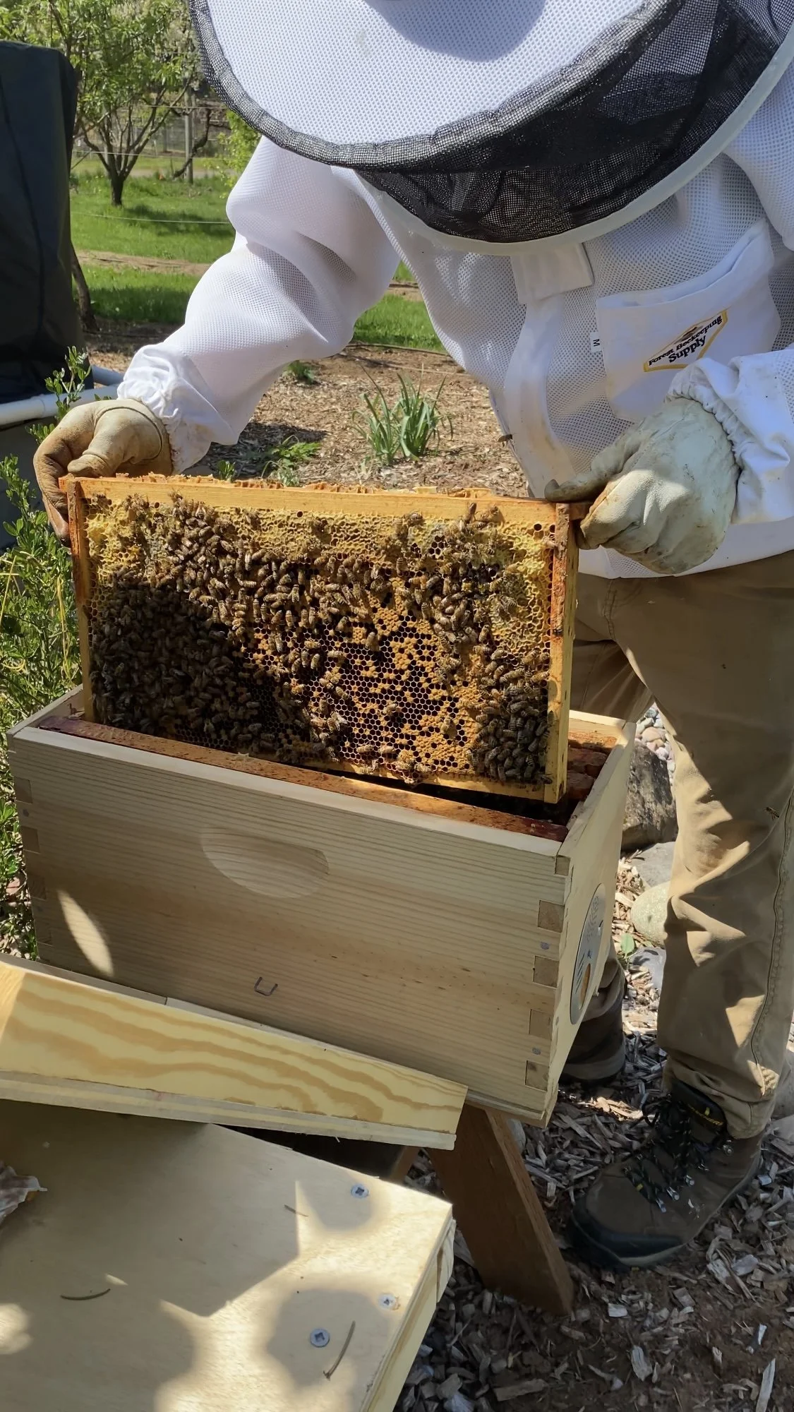 Honey Bee Colony Divide & Swarm Prevention! — Home Orchard Education Center