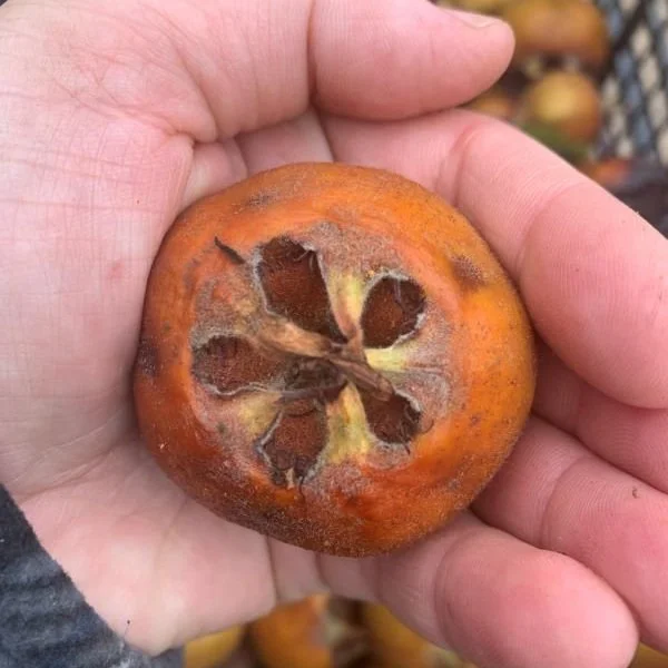 Medlar: Ancient, Delicious, and…Rotten? — Home Orchard Education Center