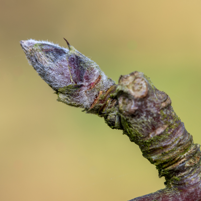 Fruit Buds And Floating Apples! — Home Orchard Education Center
