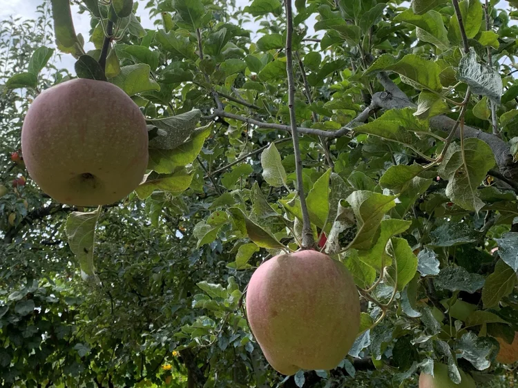 Fruit Buds And Floating Apples! — Home Orchard Education Center