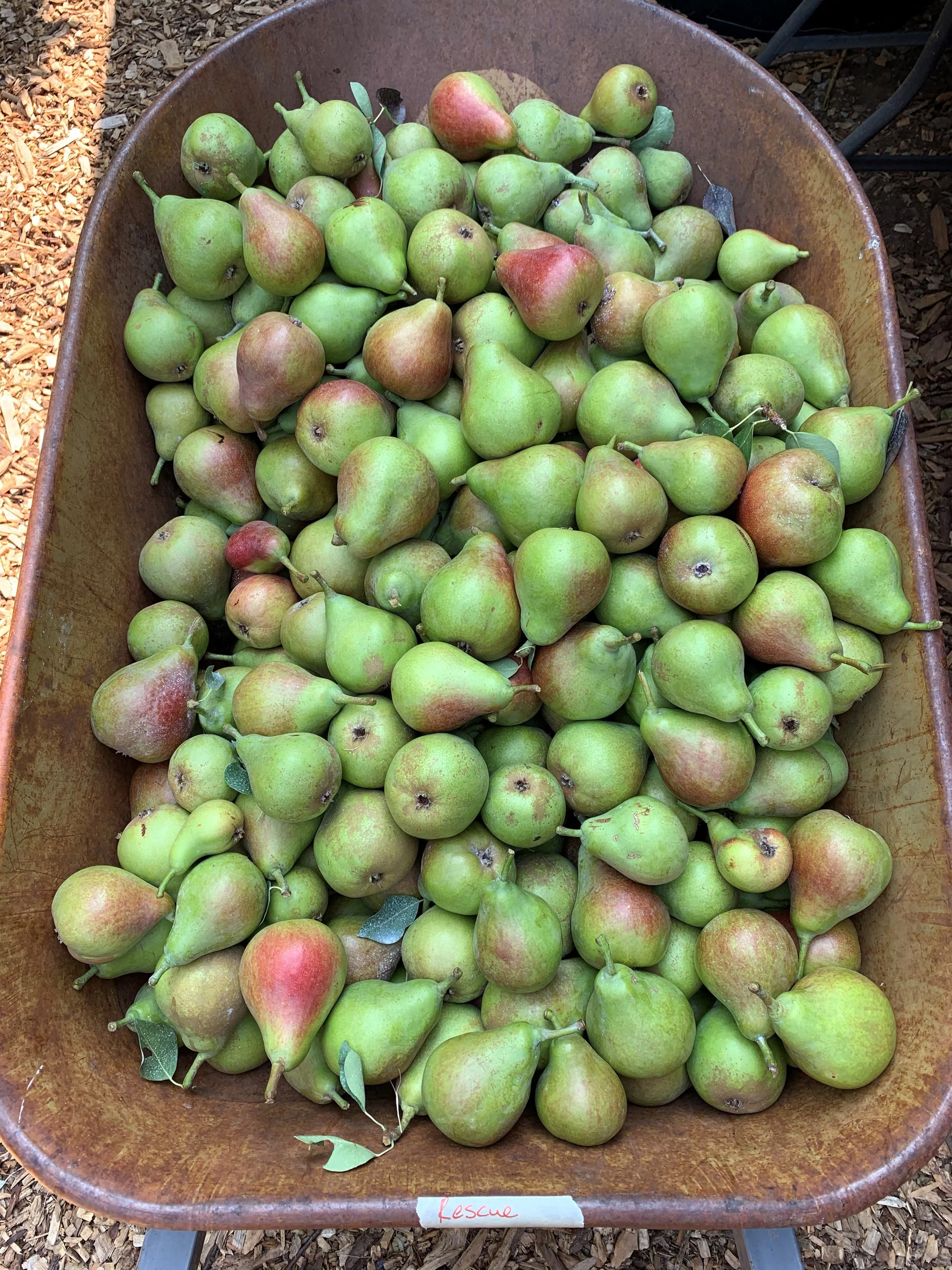Orchard CSA — Home Orchard Education Center