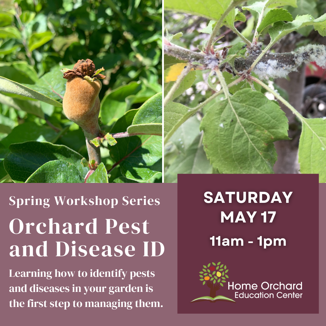 Fruit Buds And Floating Apples! — Home Orchard Education Center