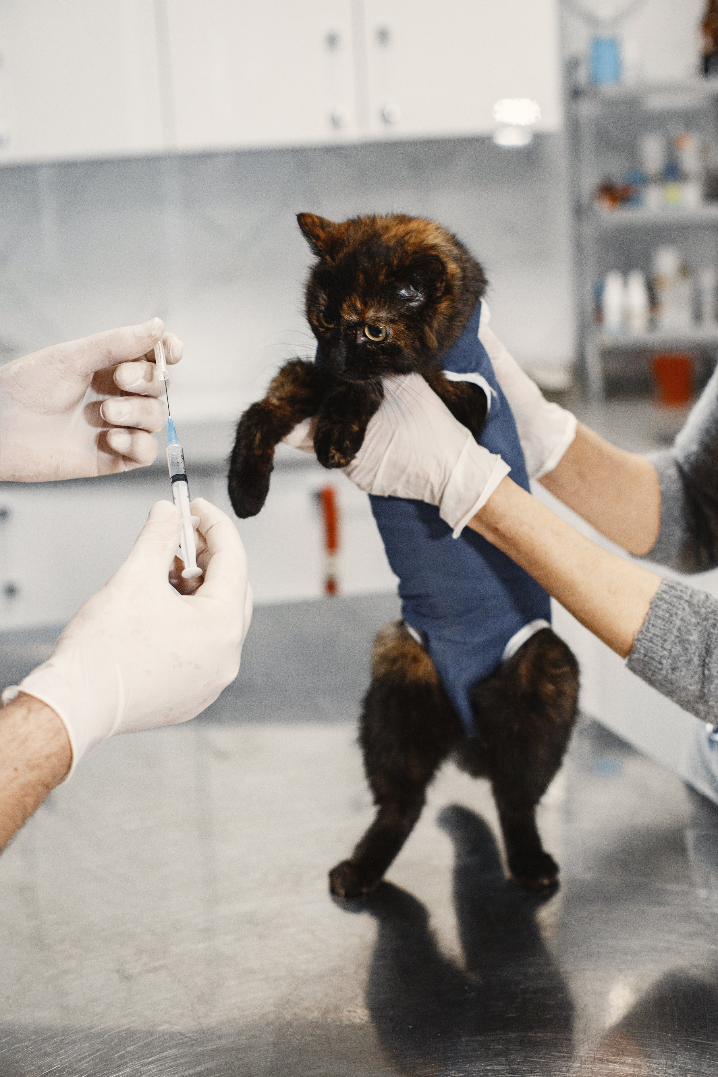 Health and Safety in Veterinary Practice | Compliance | Crysp