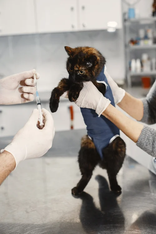Health and Safety in Veterinary Practice | Compliance | Crysp
