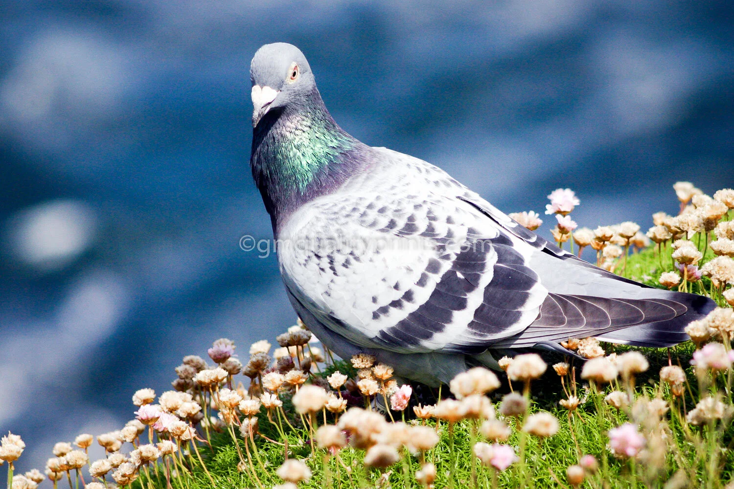 Irish pigeon | Buy fine art signed prints | A4 A3 A2 | GM Quality ...