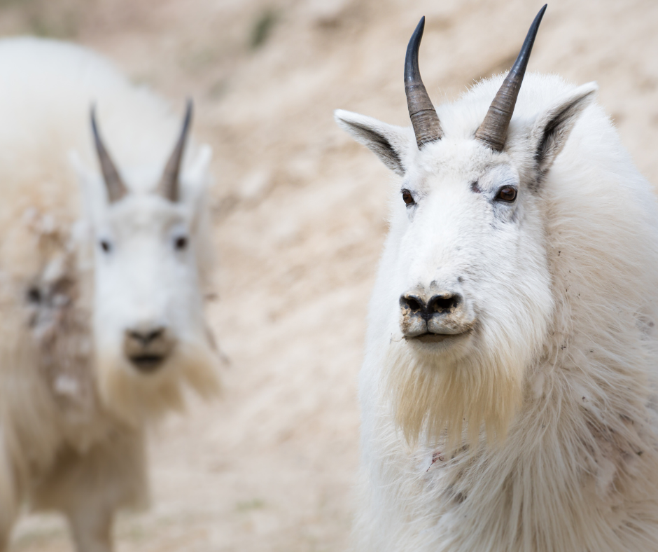 Thor: God of The Common People — Celebrate Pagan Holidays