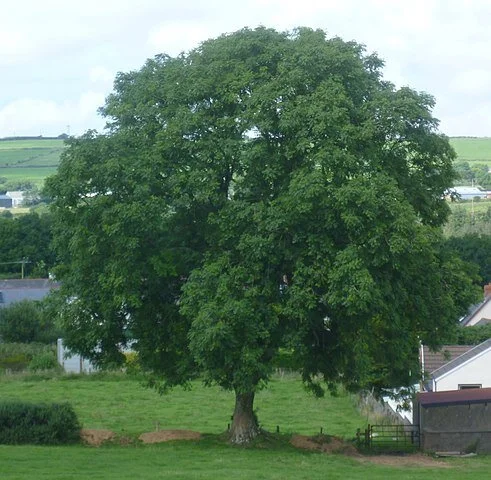 13 Celtic Tree Months — Celebrate Pagan Holidays