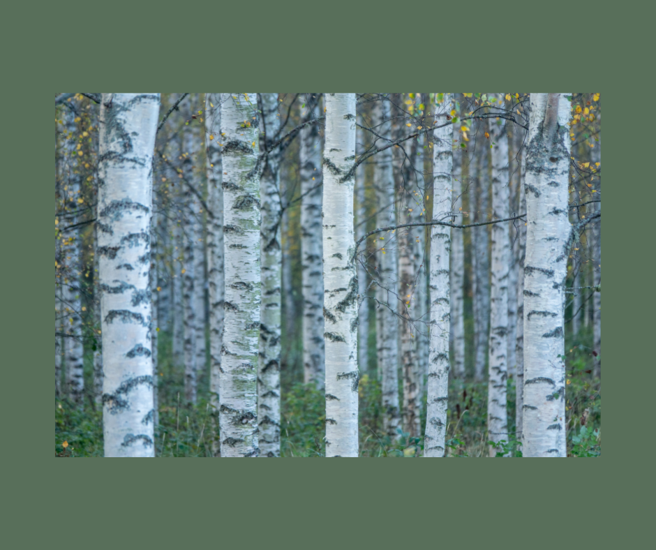 Celtic Month of Ash: February 18 - March 17 — Celebrate Pagan Holidays