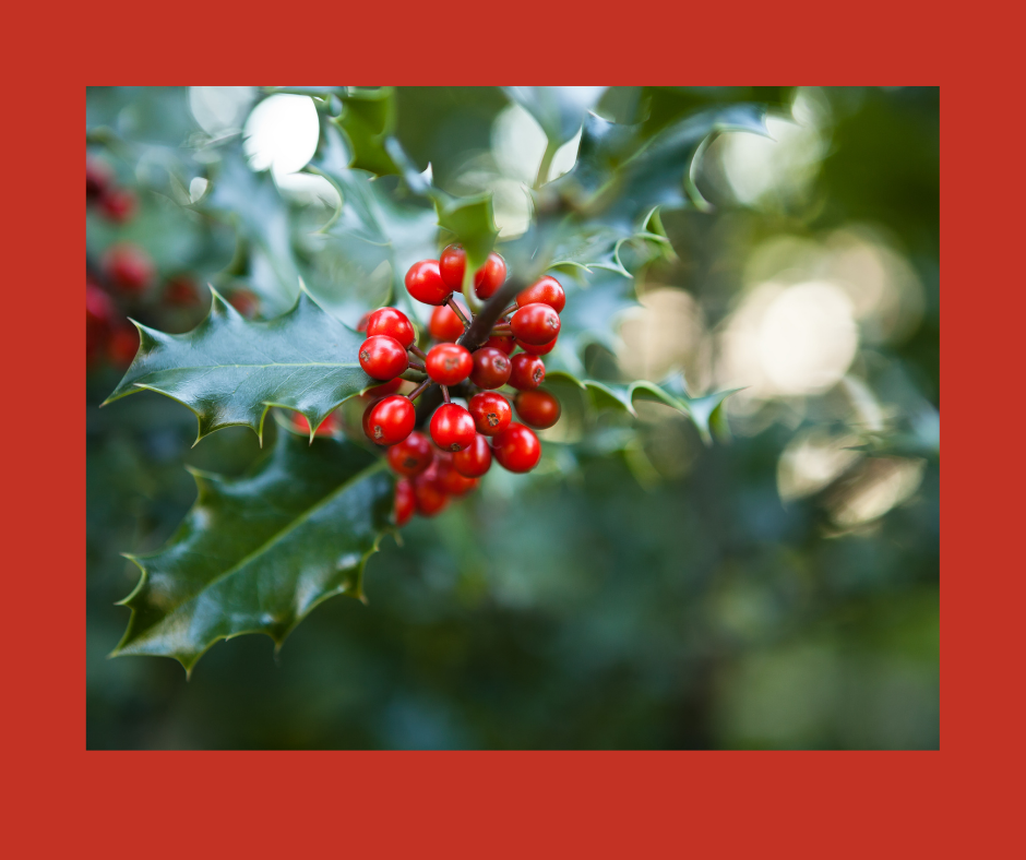 Celtic Tree Month Holly: July 8 - August 4 — Celebrate Pagan Holidays