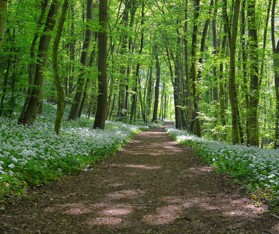 110 Magical Flowers and How To Use Them — Celebrate Pagan Holidays
