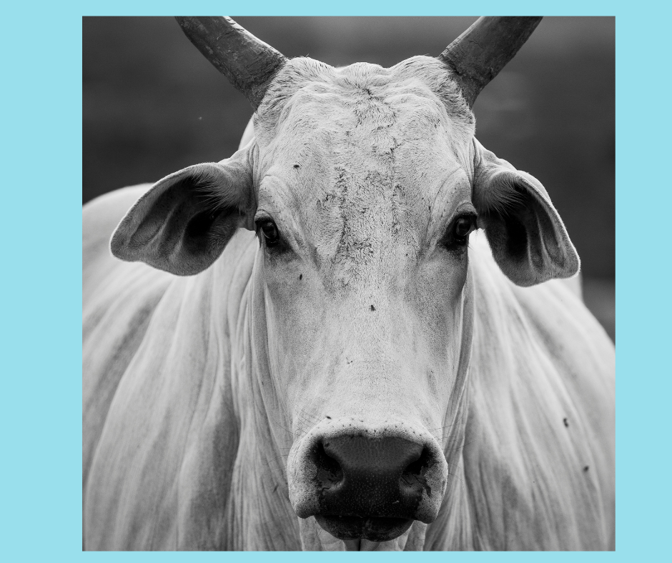 Rodnovery: Animal Totems And Spirit Guides — Celebrate Pagan Holidays