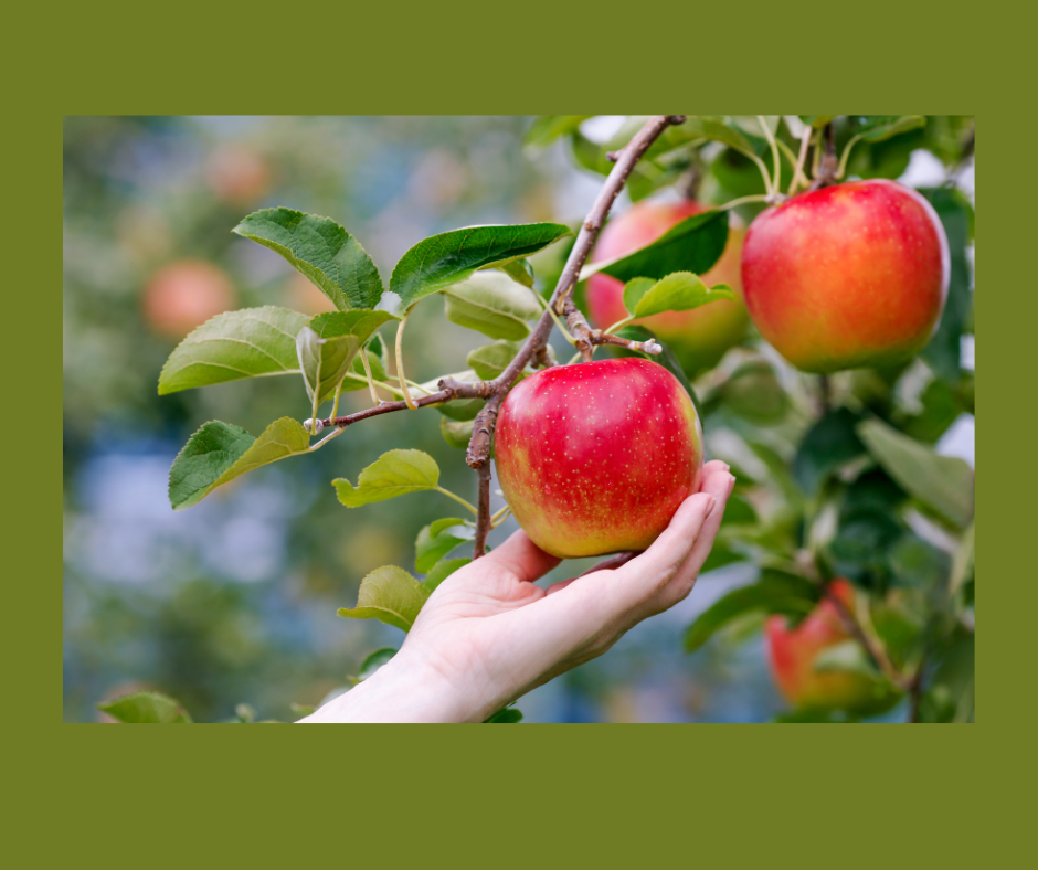 Pomona: Roman Goddess of Fruit & Orchards August 13 — Celebrate Pagan ...