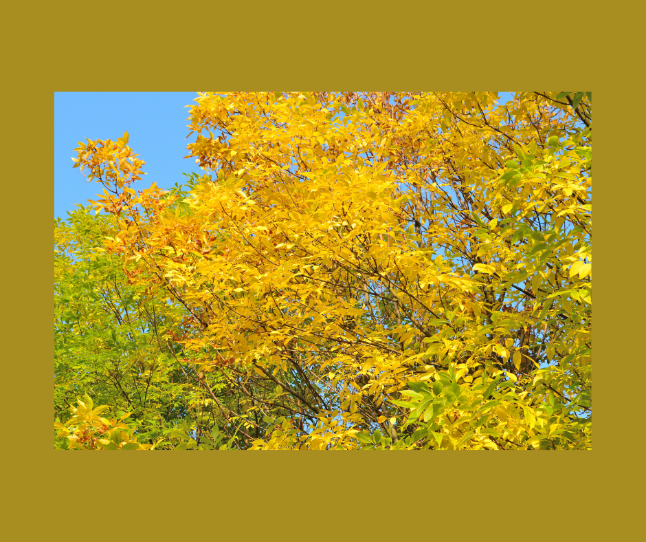 13 Celtic Tree Months — Celebrate Pagan Holidays