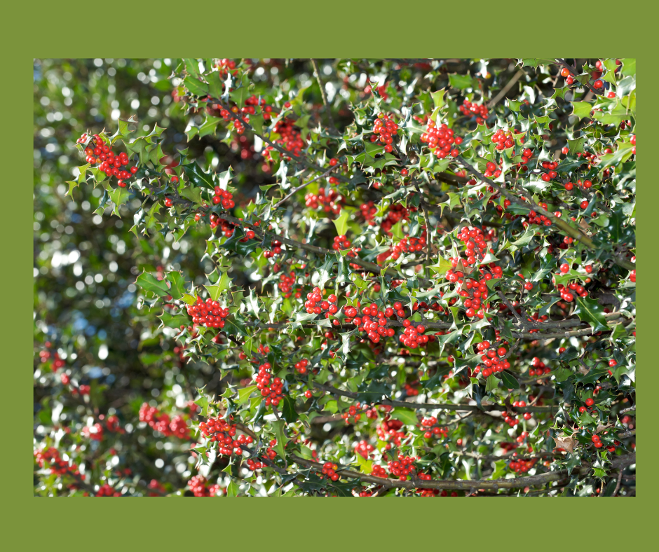 Celtic Tree Month Holly: July 8 - August 4 — Celebrate Pagan Holidays