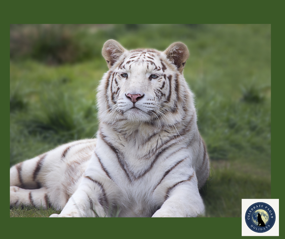 Embracing the Tiger Spirit Animal: Symbolism, Meaning, and Guidance ...