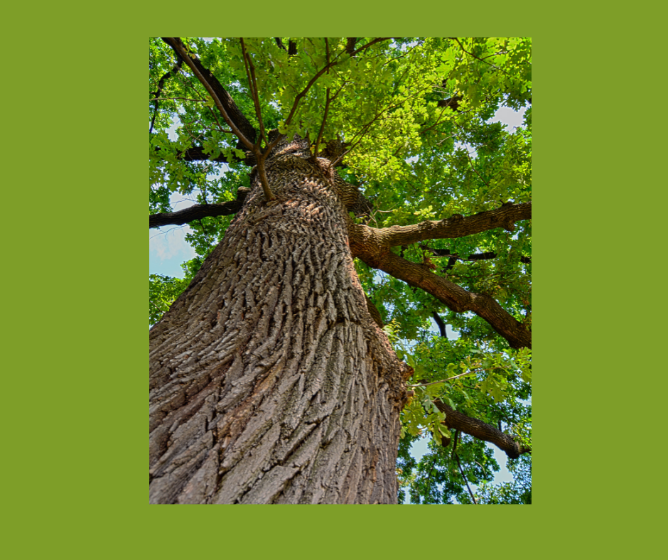 13 Celtic Tree Months — Celebrate Pagan Holidays