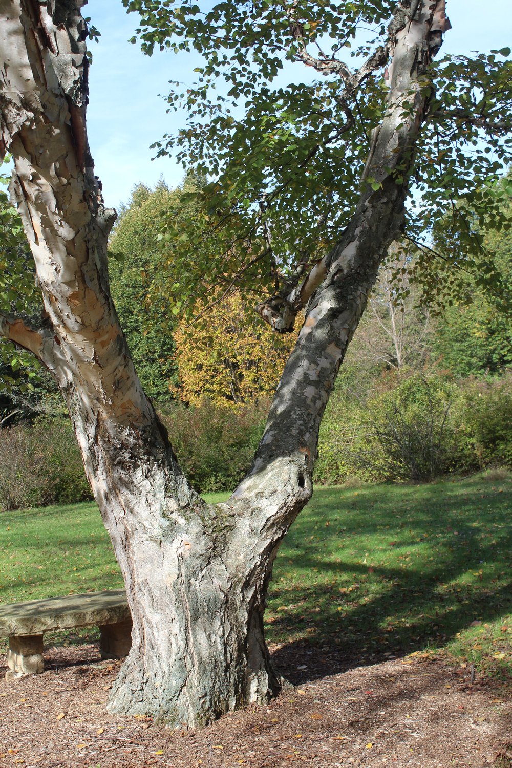 Embrace Your Magical Energy — Celebrate Pagan Holidays